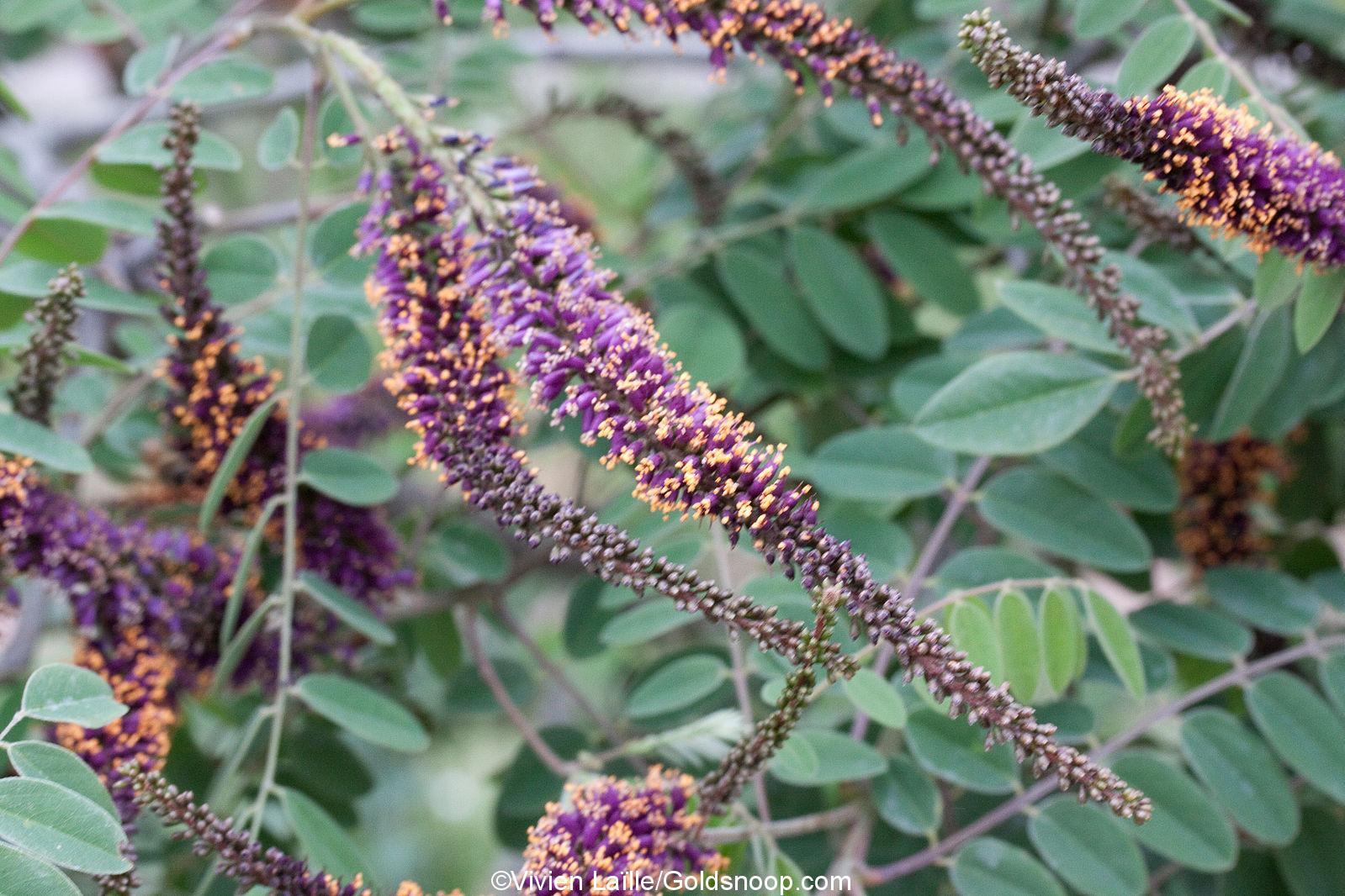 Identifier des gîtes métallifères grâce aux plantes métallophytes